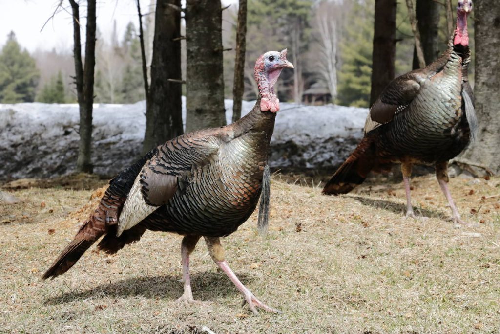 Chasse record de dindons sauvages dans la région - Beauce Média