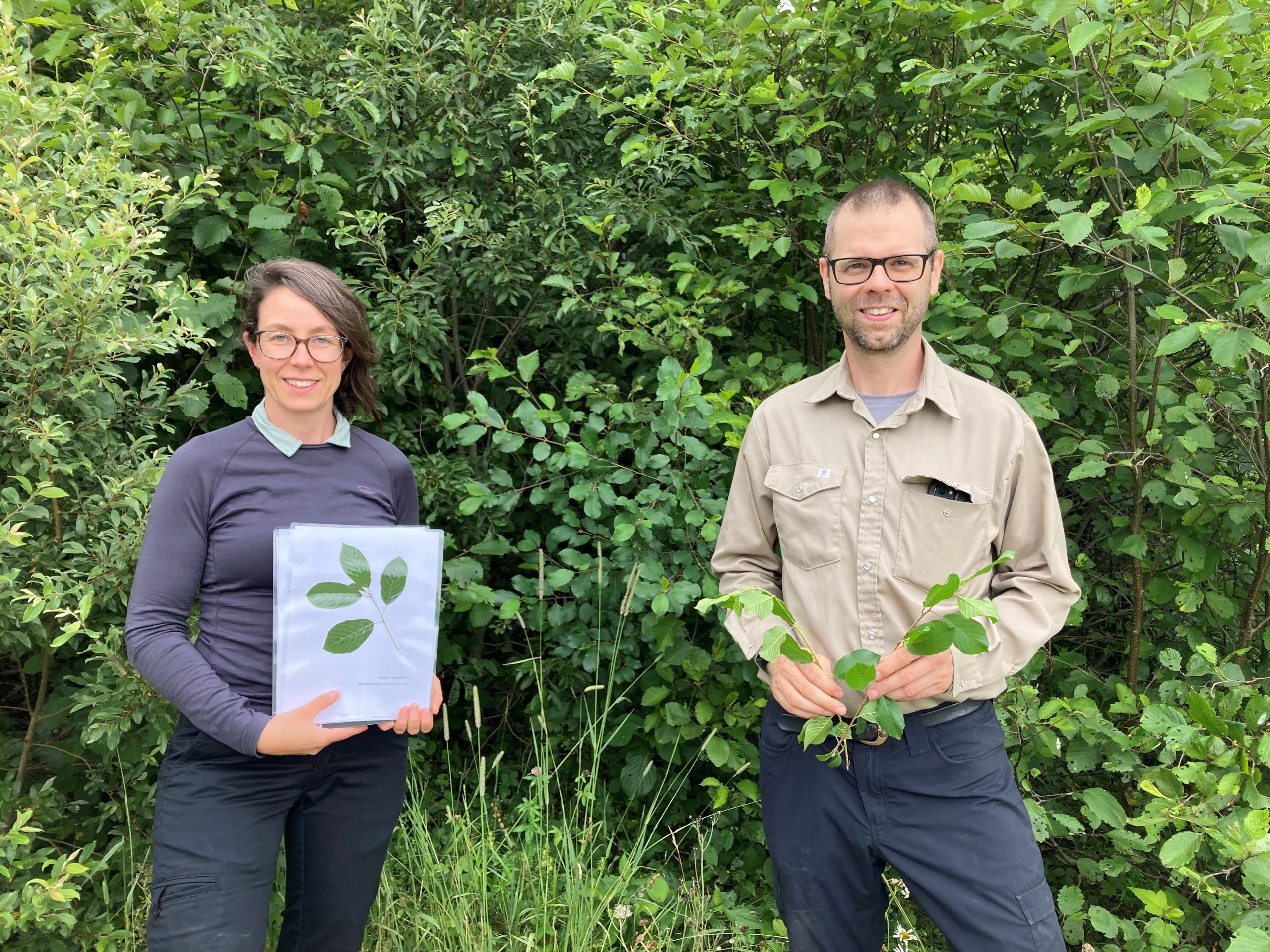 Le nerprun : une nouvelle plante envahissante fait son apparition ...