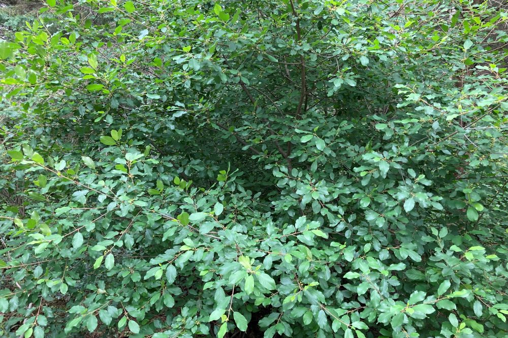 Le nerprun : une nouvelle plante envahissante fait son apparition ...