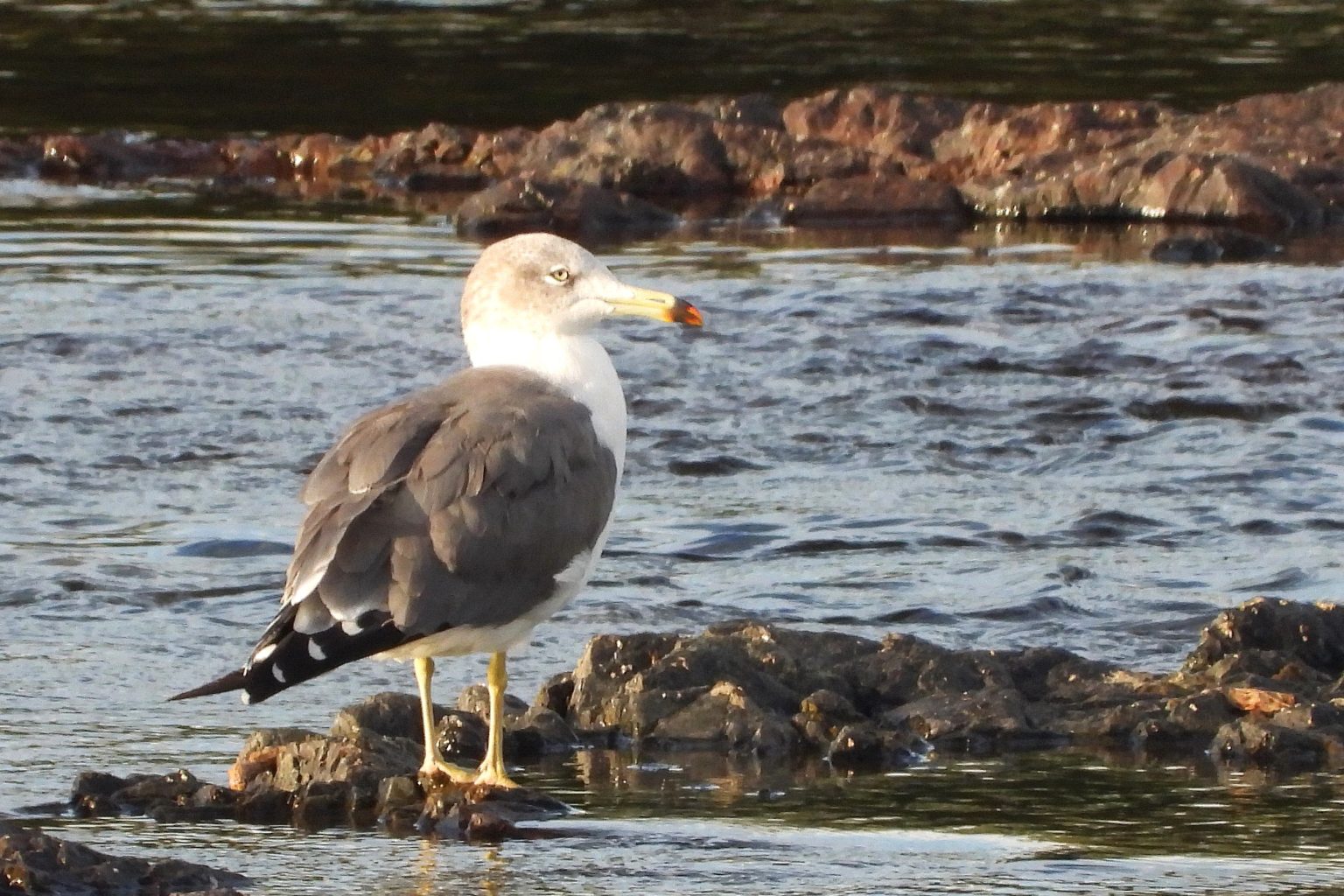 De la rare visite à plume, le goéland à queue noire! - Beauce Média